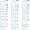 Prestained Protein Ladder – Mid-range molecular weight (10 – 180 kDa ...