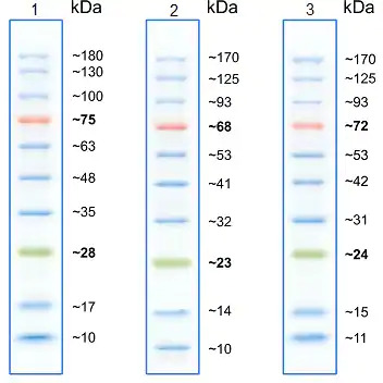 Prestained Protein Ladder – Mid-range molecular weight (10 – 180 kDa ...