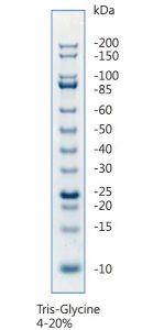Unstained Protein Ladder (10 – 200 kDa) | VNK Supply & Services